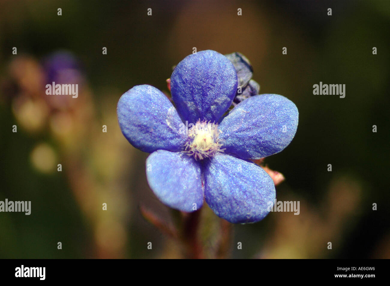 Lengua de buey hi-res stock photography and images - Alamy