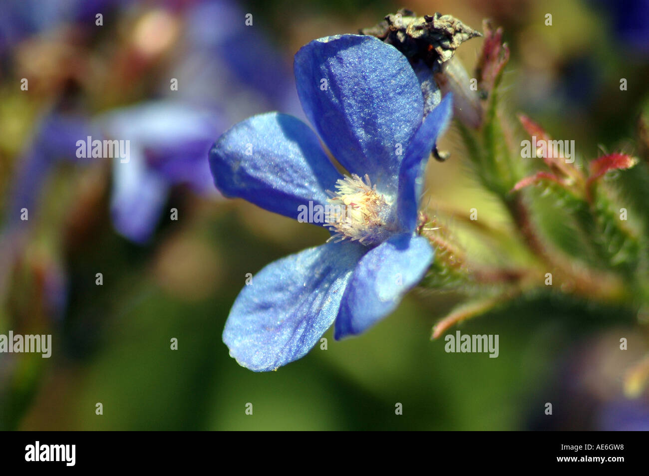 Lengua de buey hi-res stock photography and images - Alamy