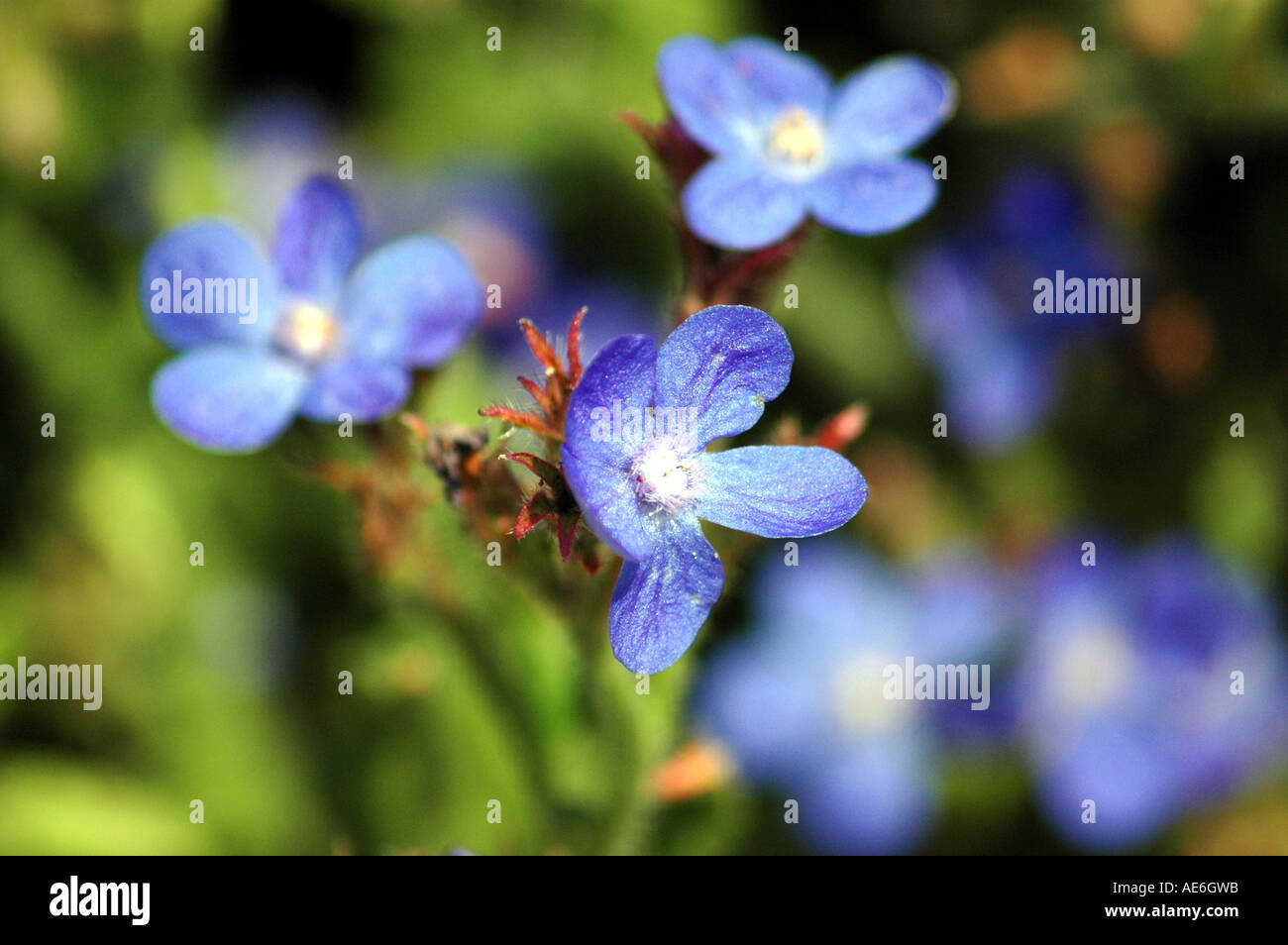 Italian bugloss Anchusa azurea Stock Photo - Alamy