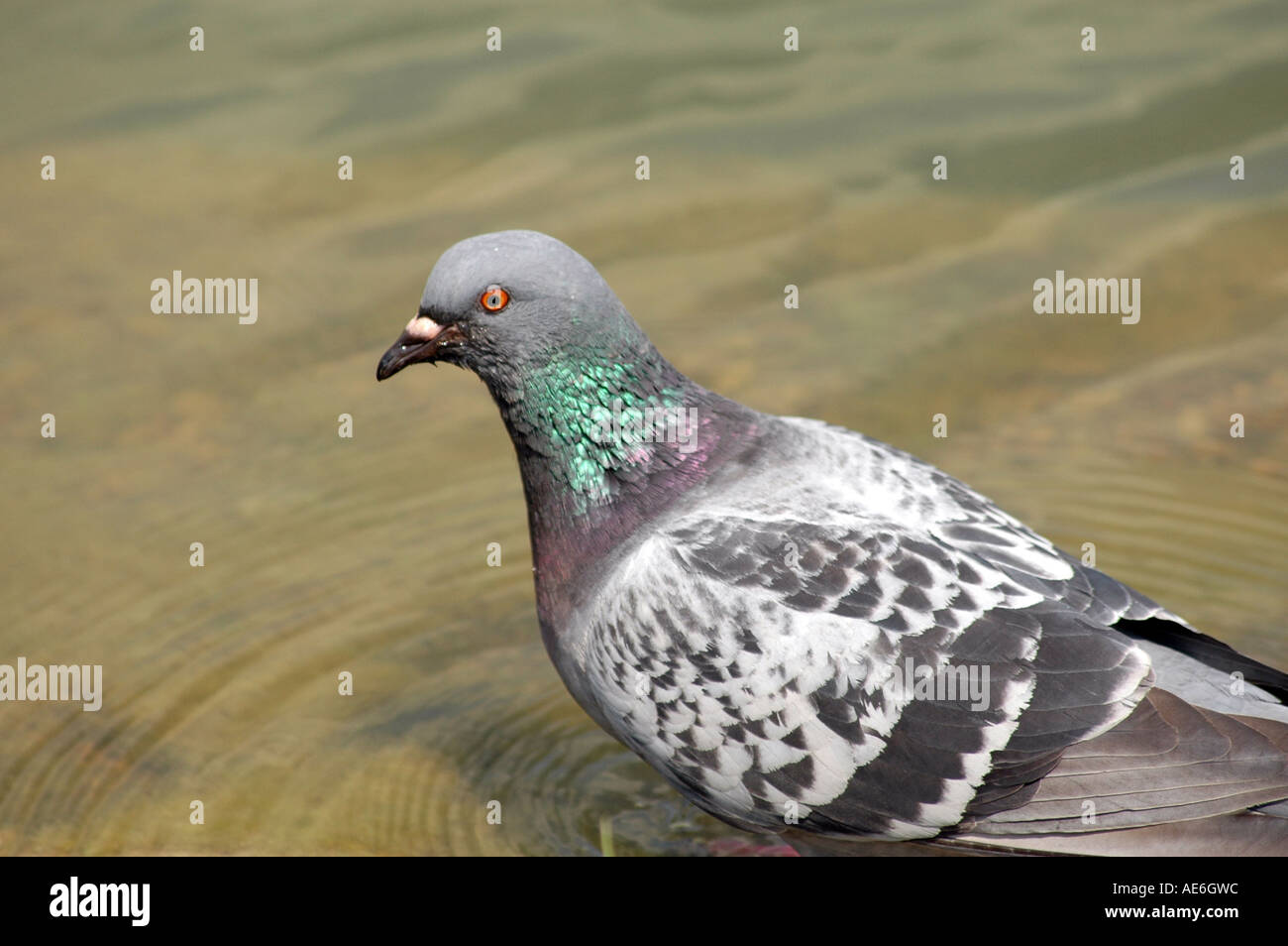 dove walking in water Stock Photo - Alamy