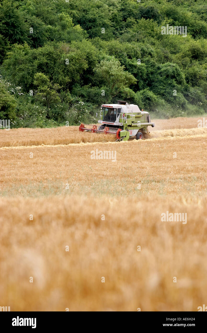 Combine Harvester combining Barley in a field nr Amberly West Sussex ...