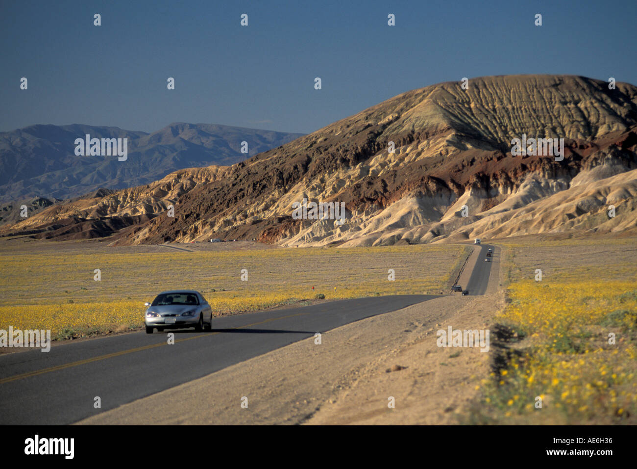 Asphalt road and tourist car driving through field of wildflowers ...