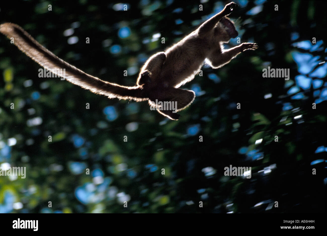 Giant lemurs hi-res stock photography and images - Alamy