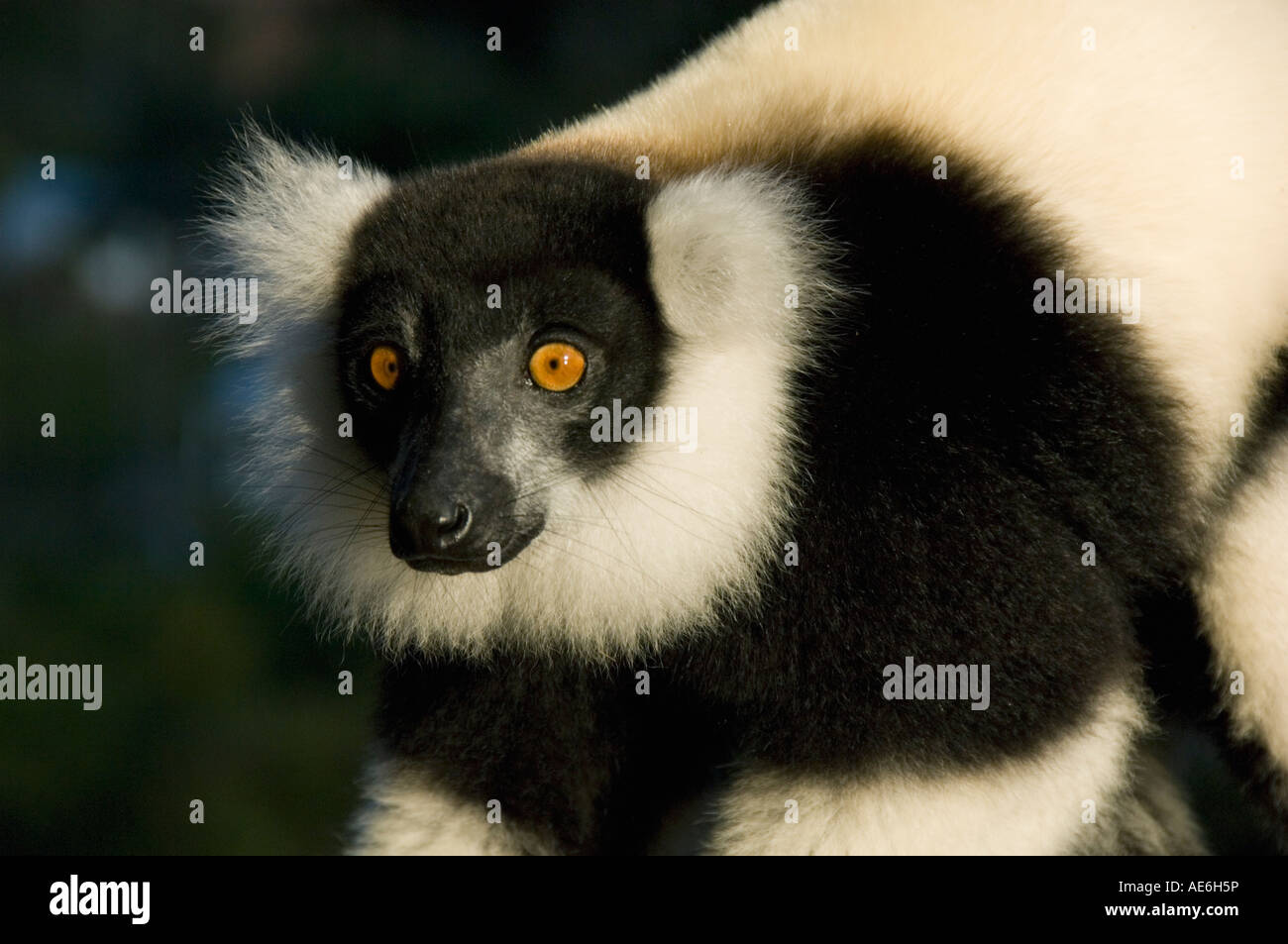 Black and White Ruffed Lemur (Varecia variegata) Captive, Madagascar ...