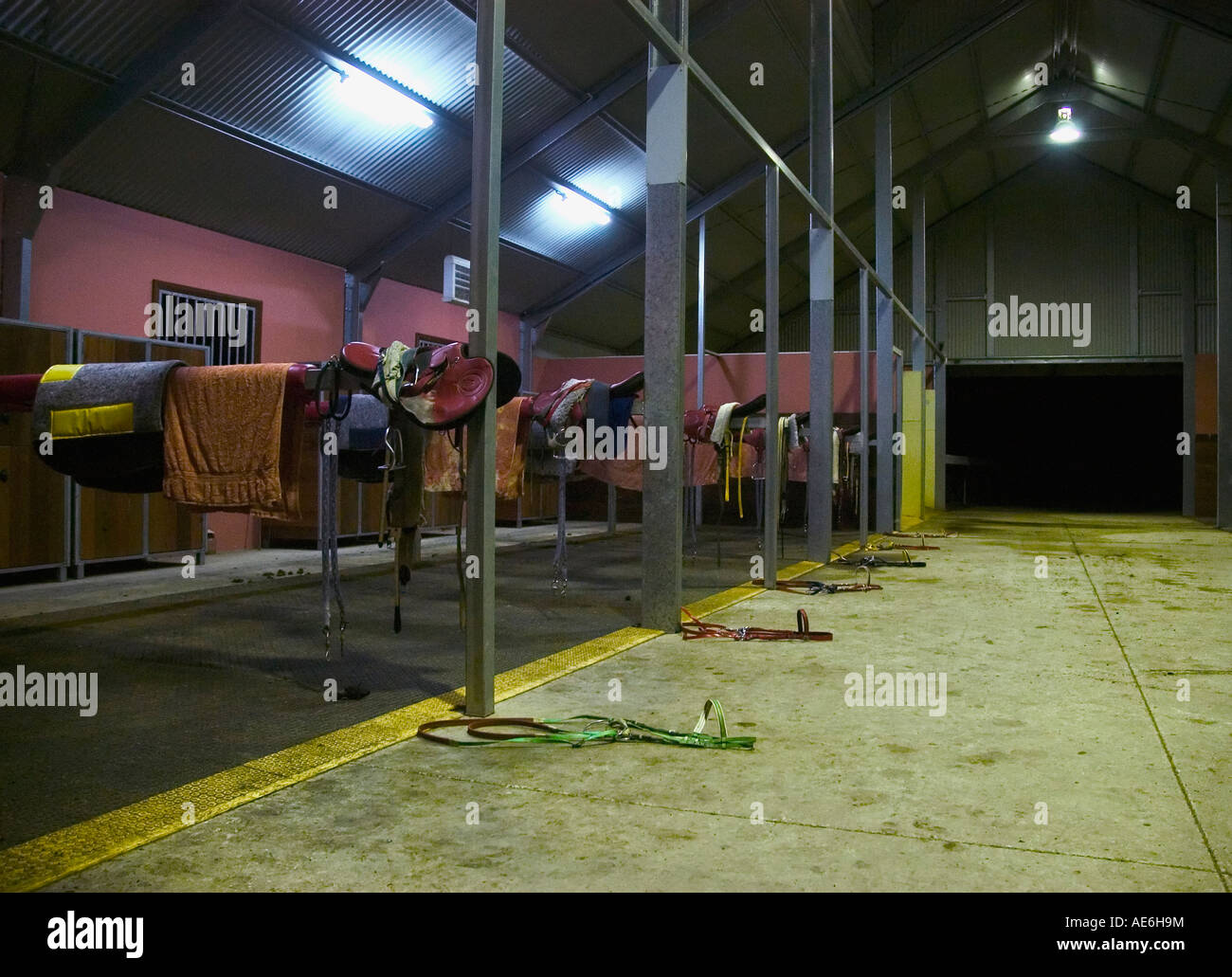 before sunrise getting ready for todays horse race training Stock Photo ...