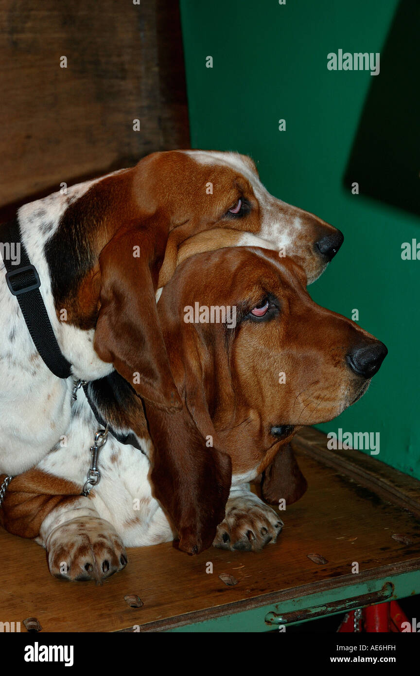 A pair of friendly Basset hound dogs resting Stock Photo - Alamy