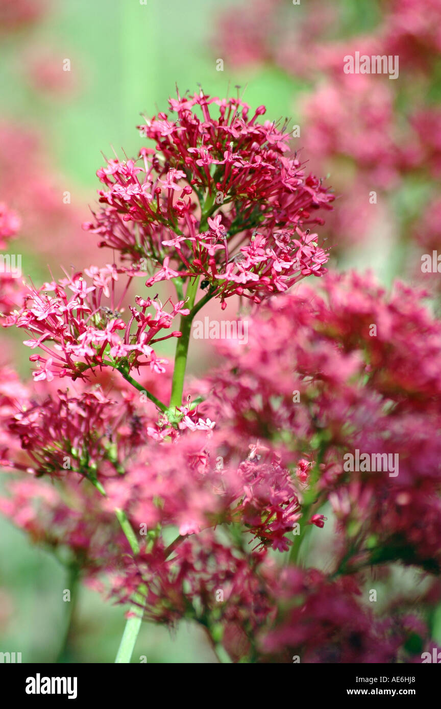 Jupiter beard hi-res stock photography and images - Alamy