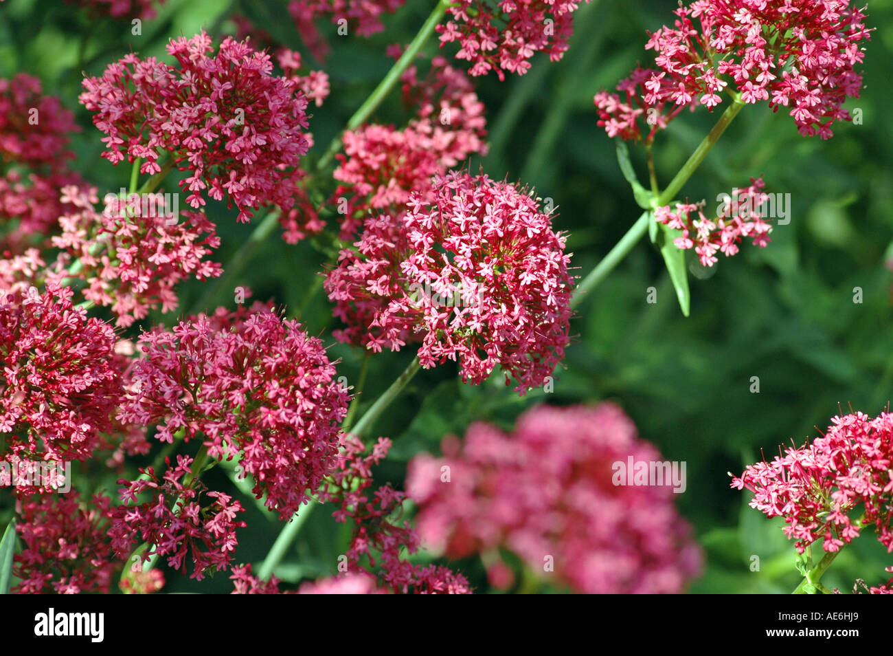 Jupiter beard hi-res stock photography and images - Alamy