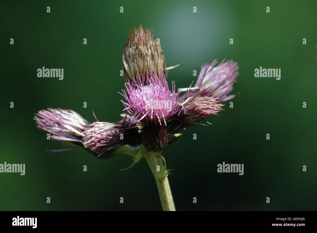 Brook Thistle Cirsium rivulare also called Plume Thistle Stock Photo ...