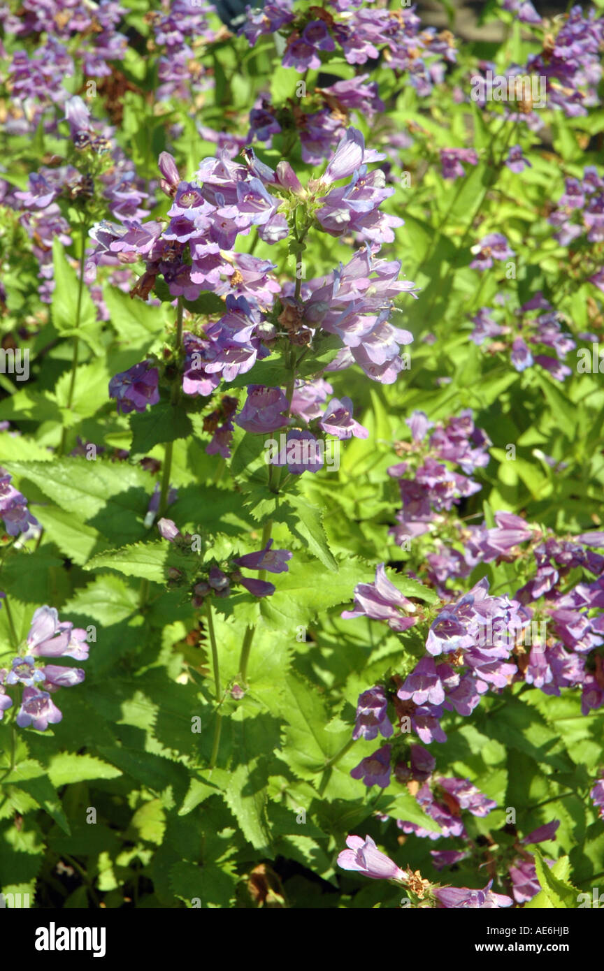 Serrulate Penstemon Penstemon serrulatus also called Cascade penstemon ...