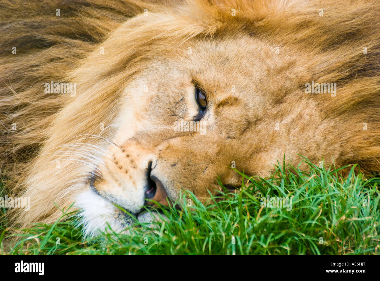 Sleepy African Lion portrait Stock Photo - Alamy