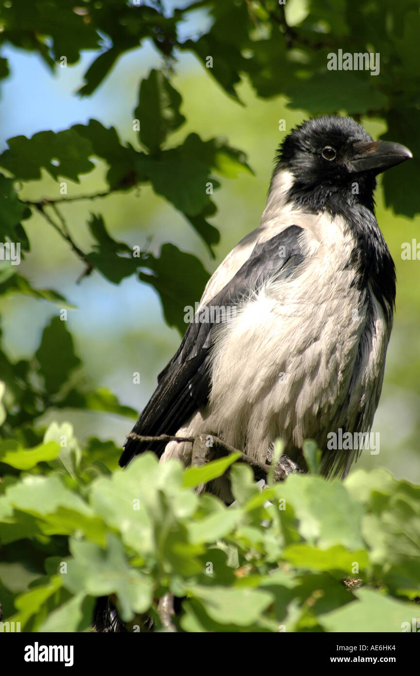 Hooded Crow Corvus cornix bird on a tree branch Stock Photo - Alamy