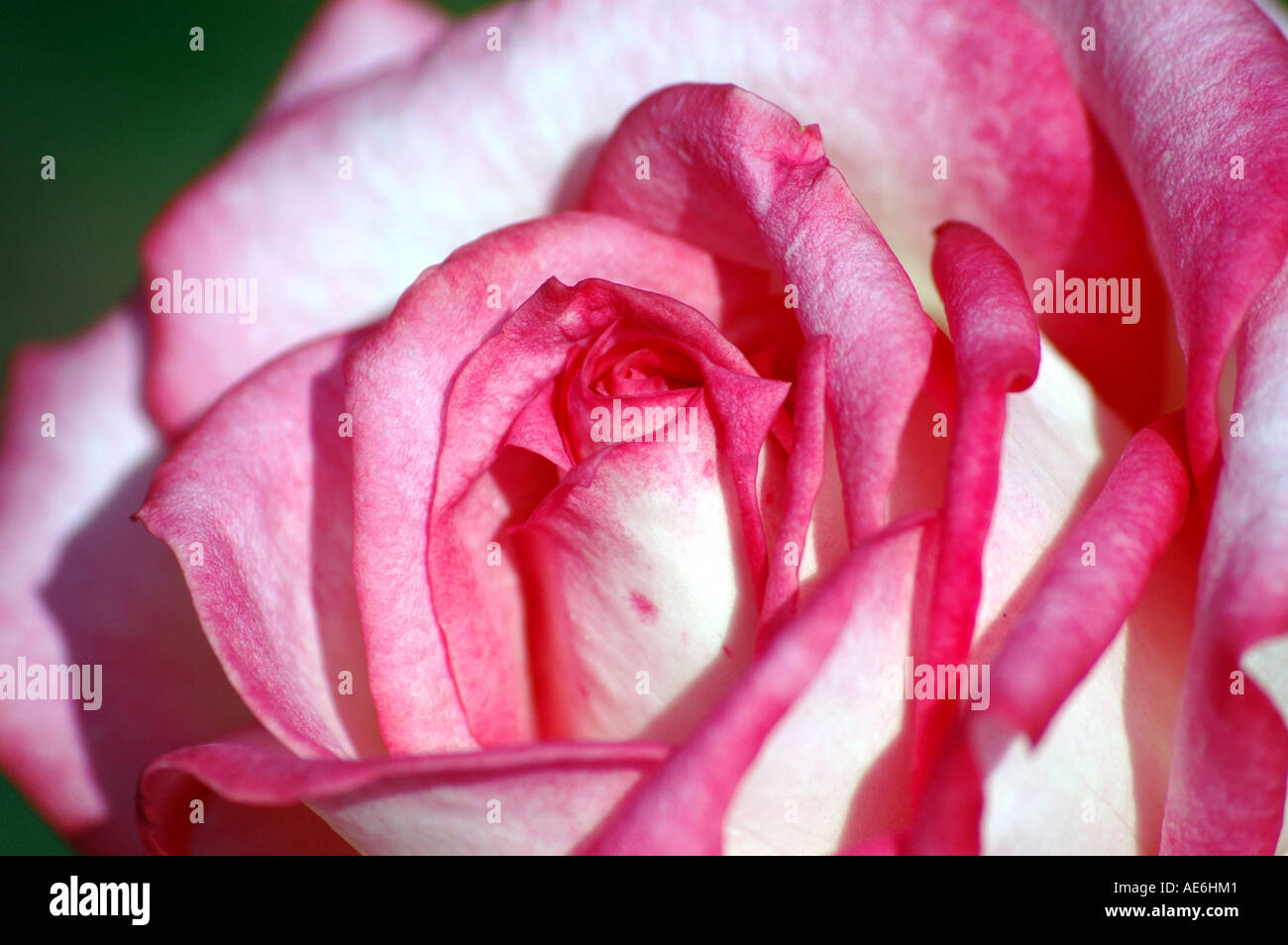Rose flower close up Stock Photo - Alamy