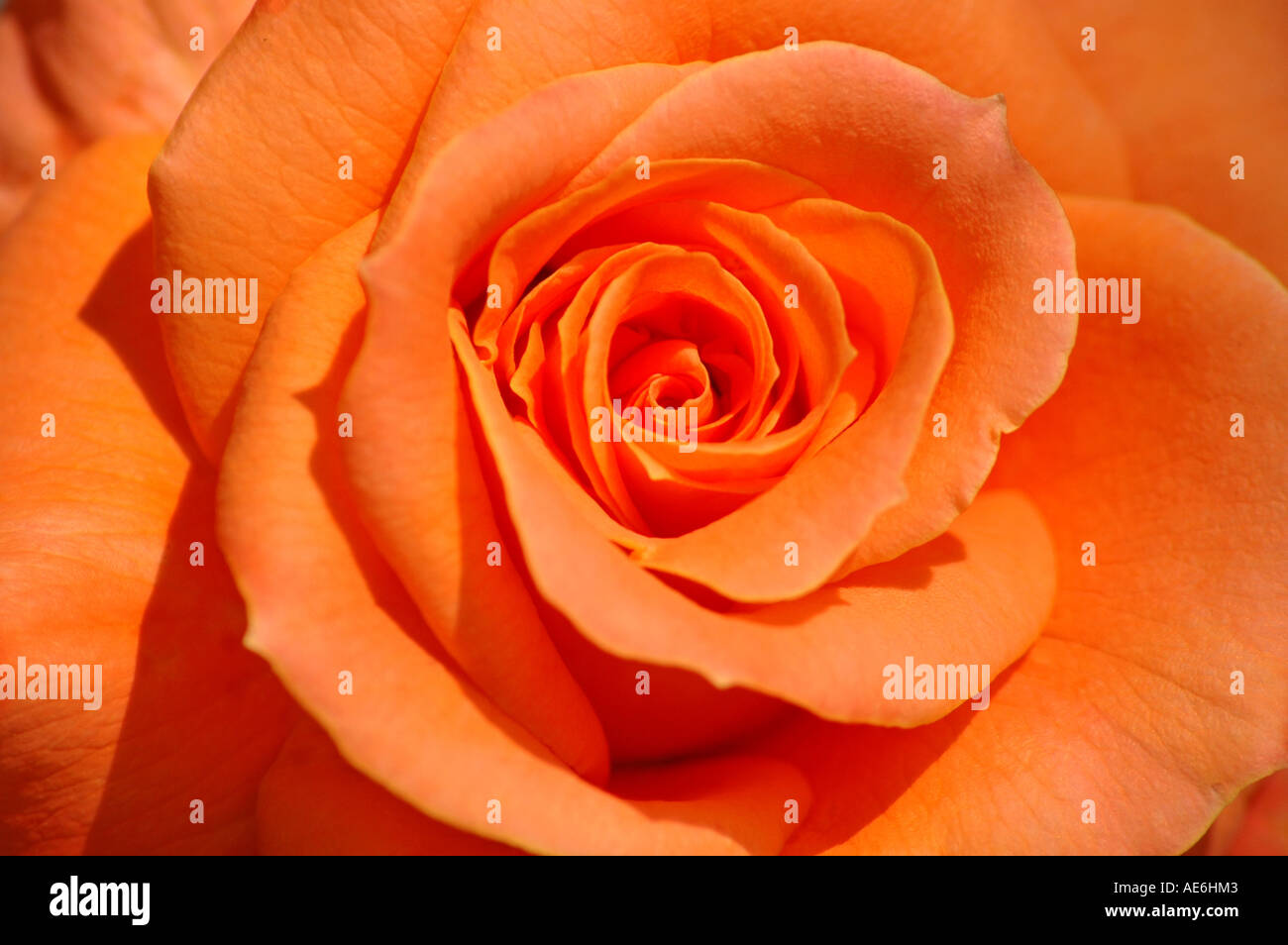 Rose flower close up Stock Photo - Alamy