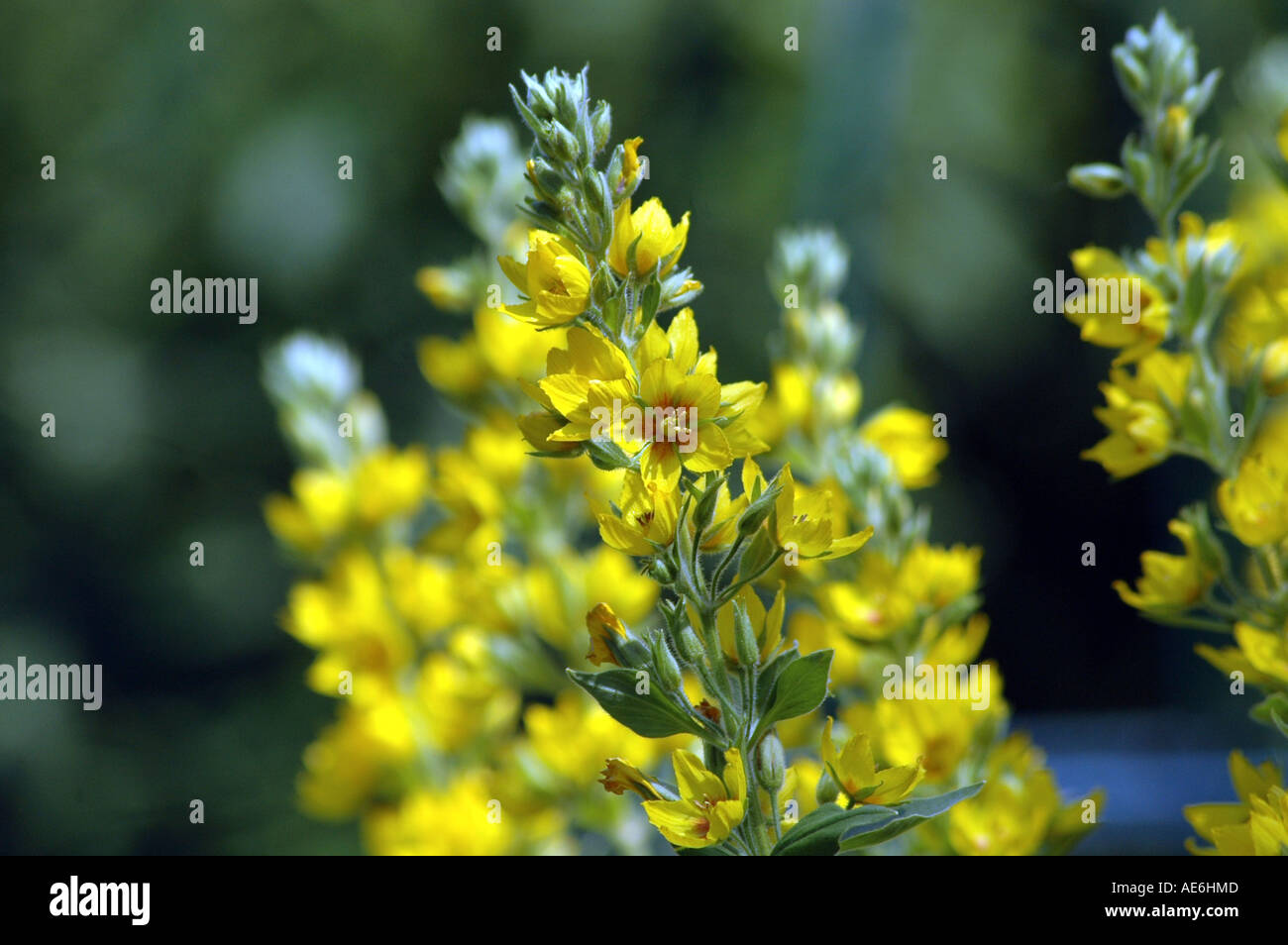 Yellow Loosestrife Lysimachia punctata flowers also called Dotted ...
