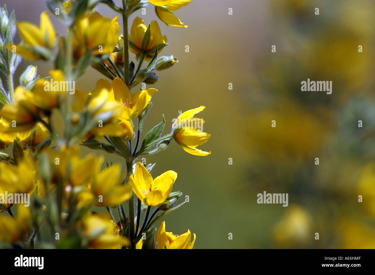 Yellow Loosestrife Lysimachia punctata flowers also called Dotted ...