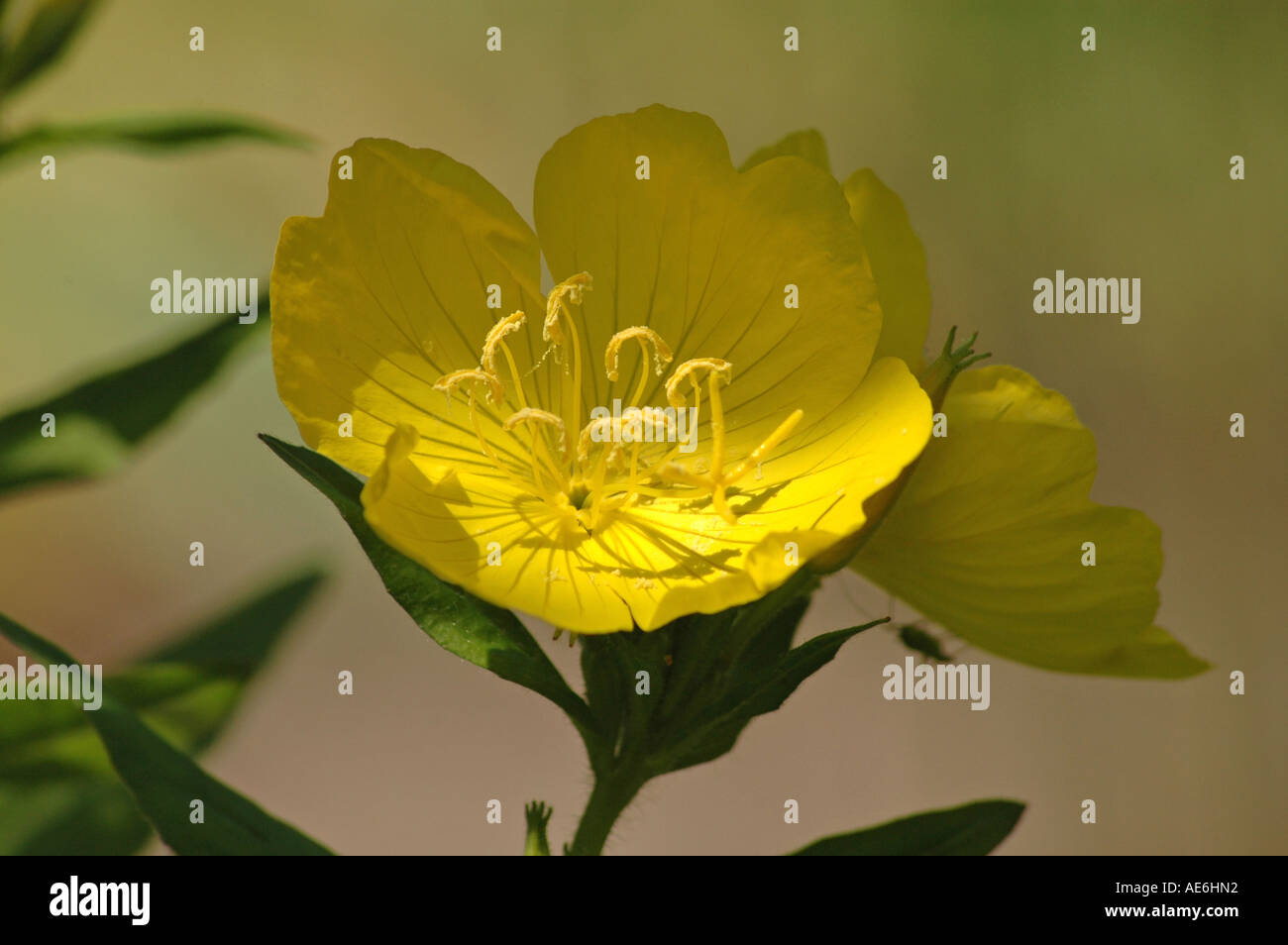 Shrubby sundrop hi-res stock photography and images - Alamy