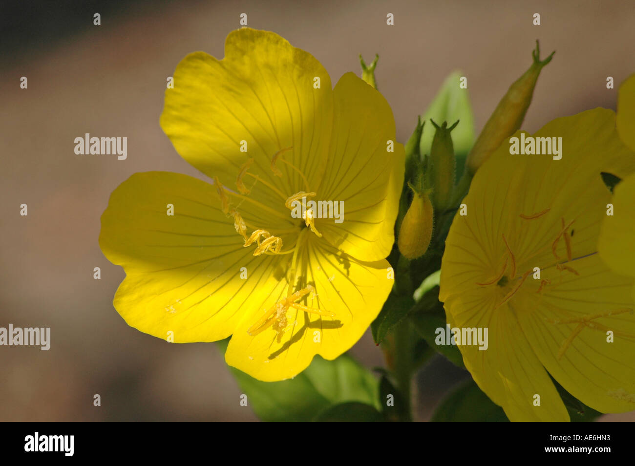 Shrubby sundrops Oenothera fruticosa flower also called narrowleaf ...