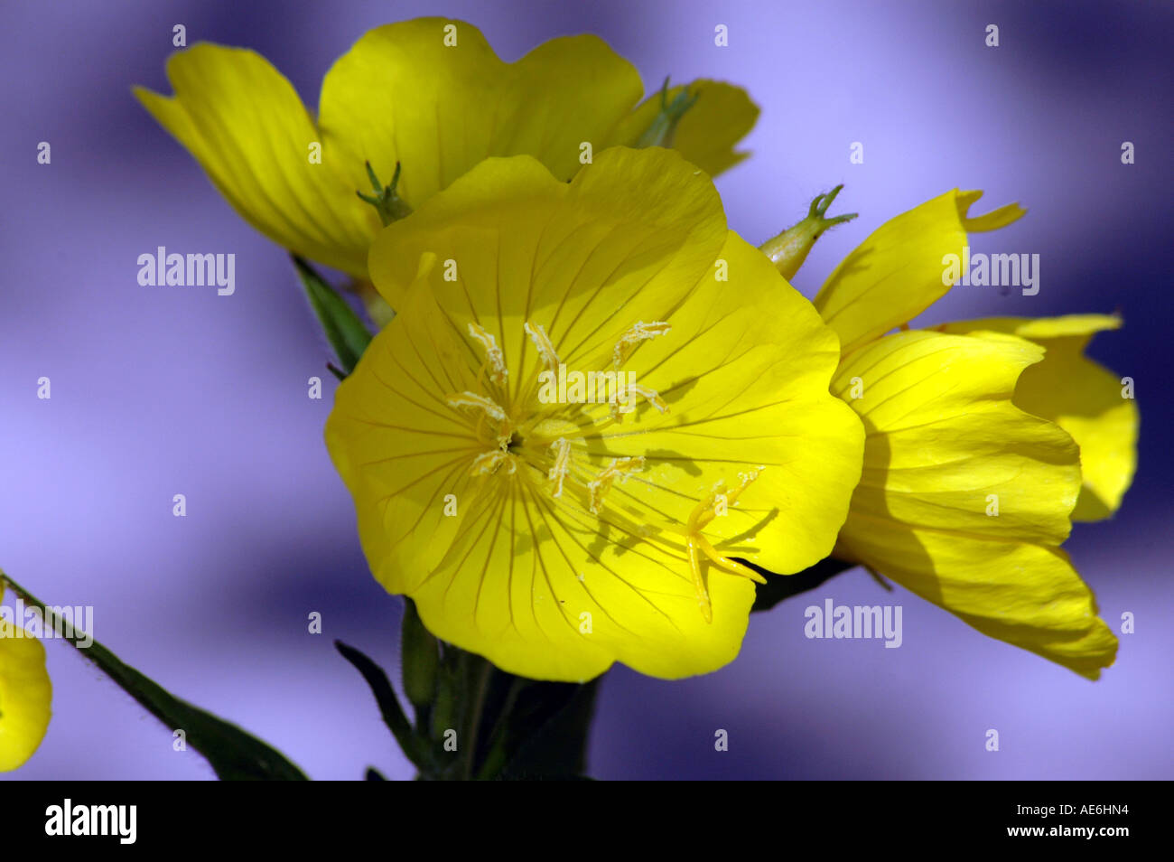 Shrubby sundrops Oenothera fruticosa flower also called narrowleaf ...