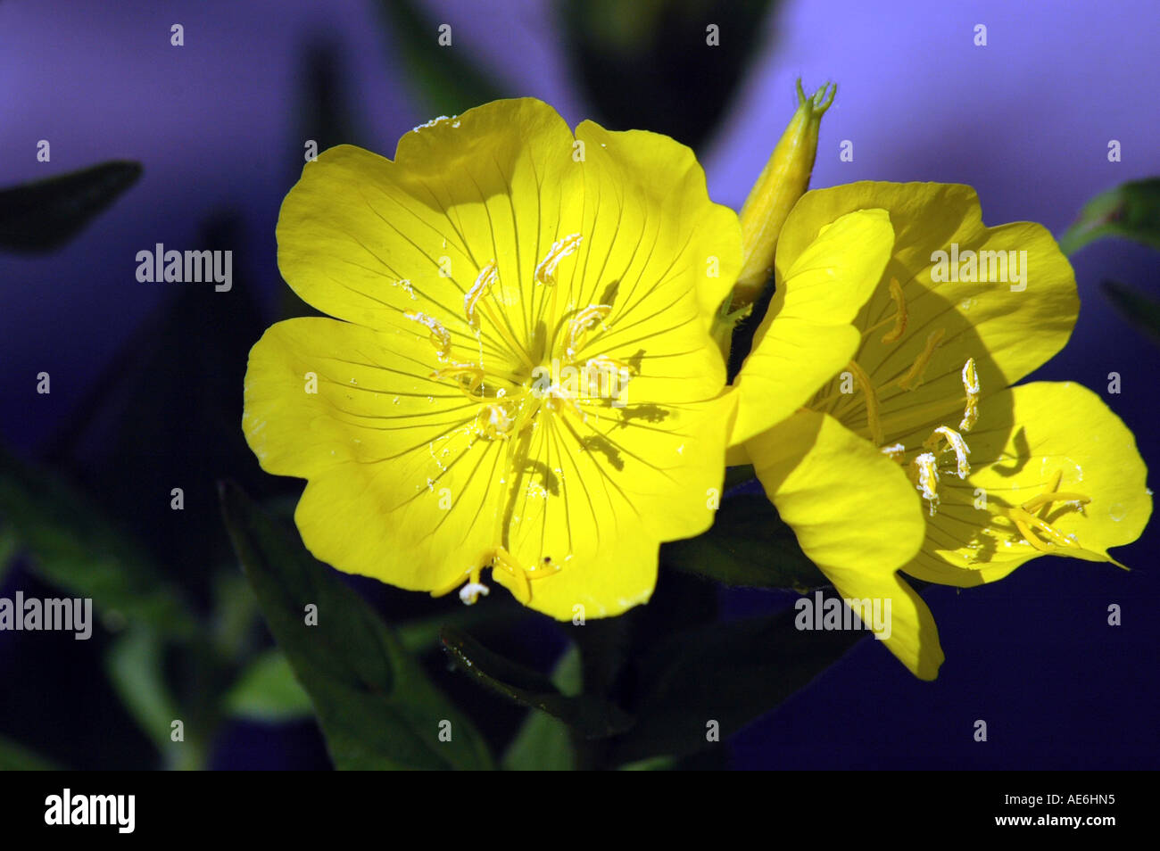 Shrubby sundrop hi-res stock photography and images - Alamy