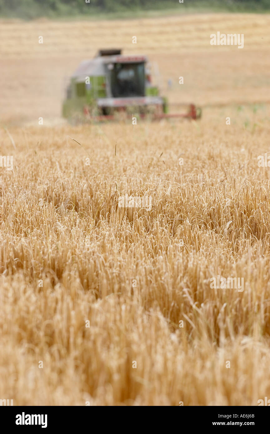 Combine harvester combining barley in hi-res stock photography and ...
