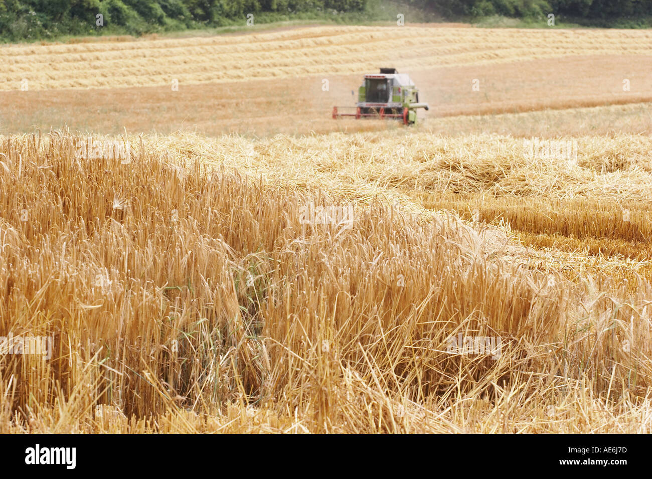 Combine Harvester combining Barley in a field nr Amberly West Sussex ...