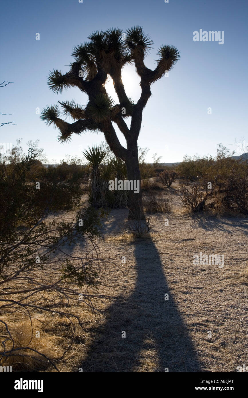 A Joshua Tree casting a long shaddow in the early evening Joshua Tree ...