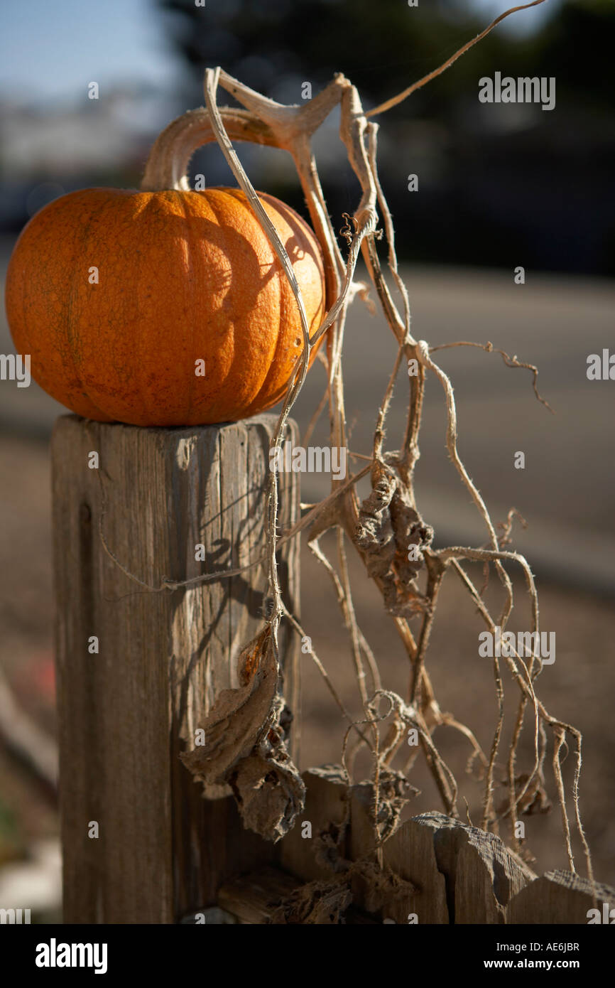 Pumpkin vine fence hi-res stock photography and images - Alamy