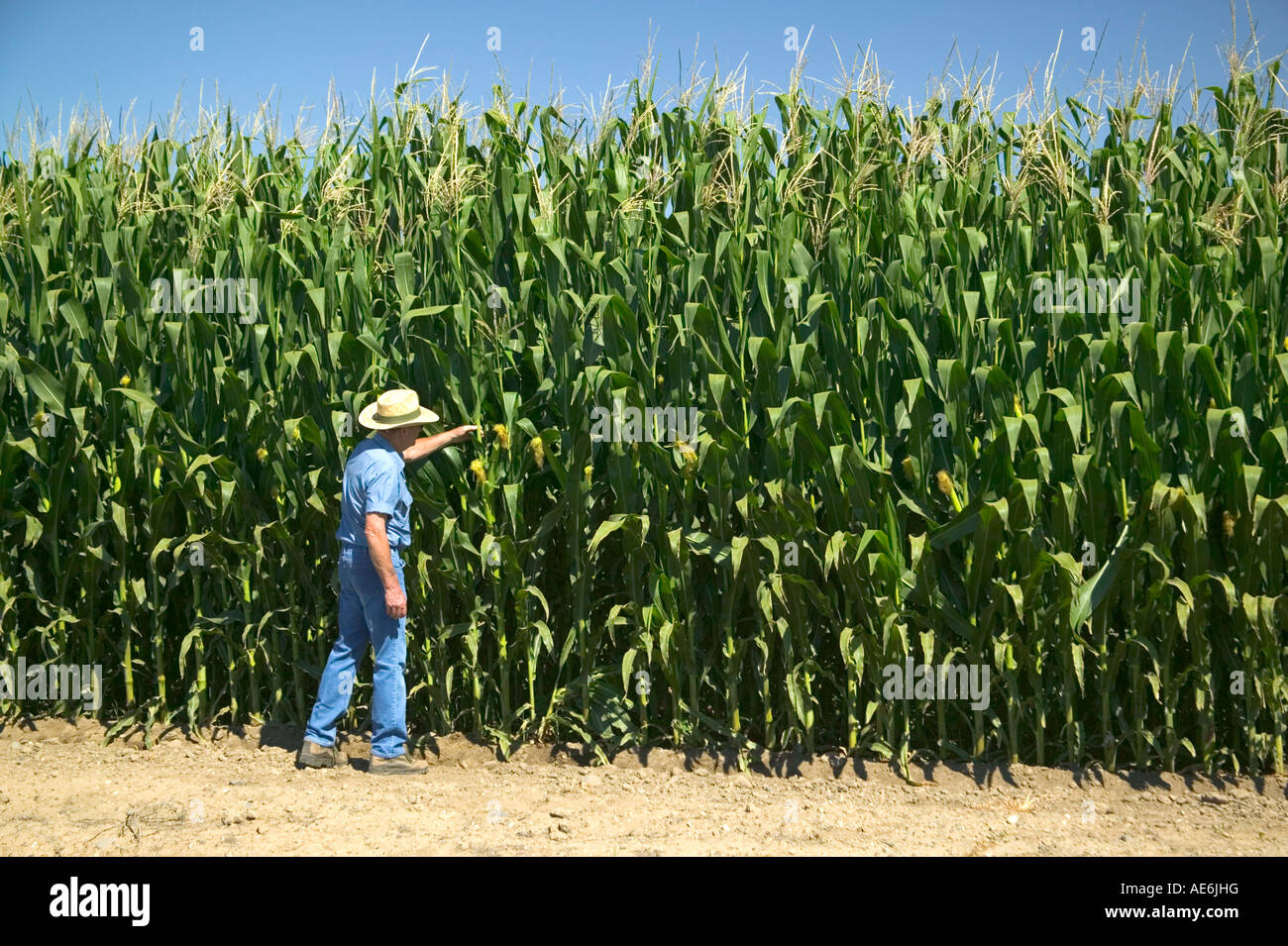 pollen Farmer inspecting corn crop Stock Photo - Alamy