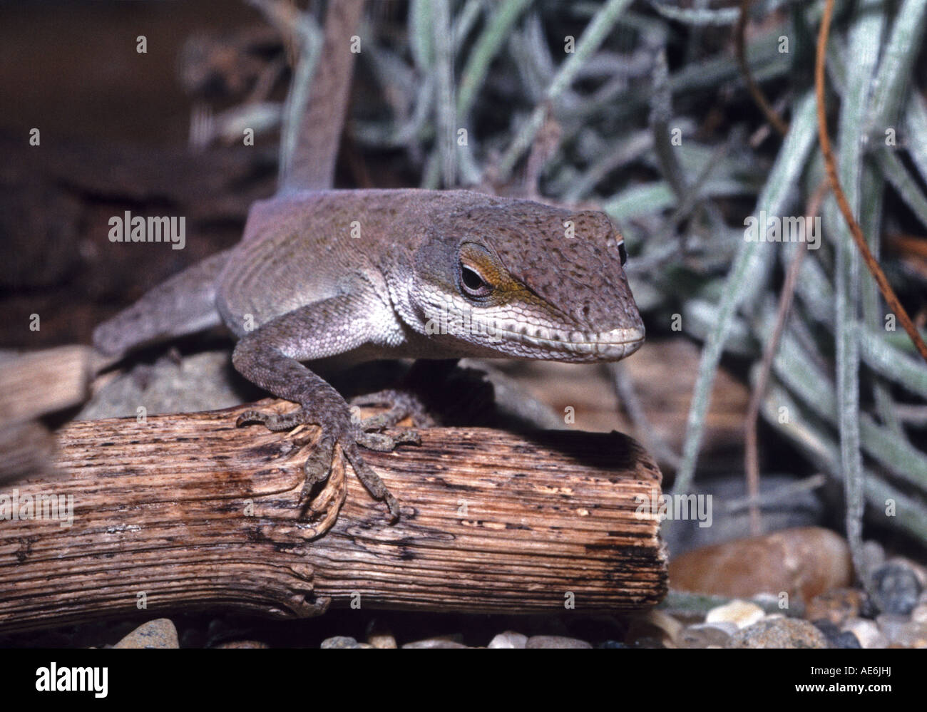 Carolinensis hi-res stock photography and images - Alamy