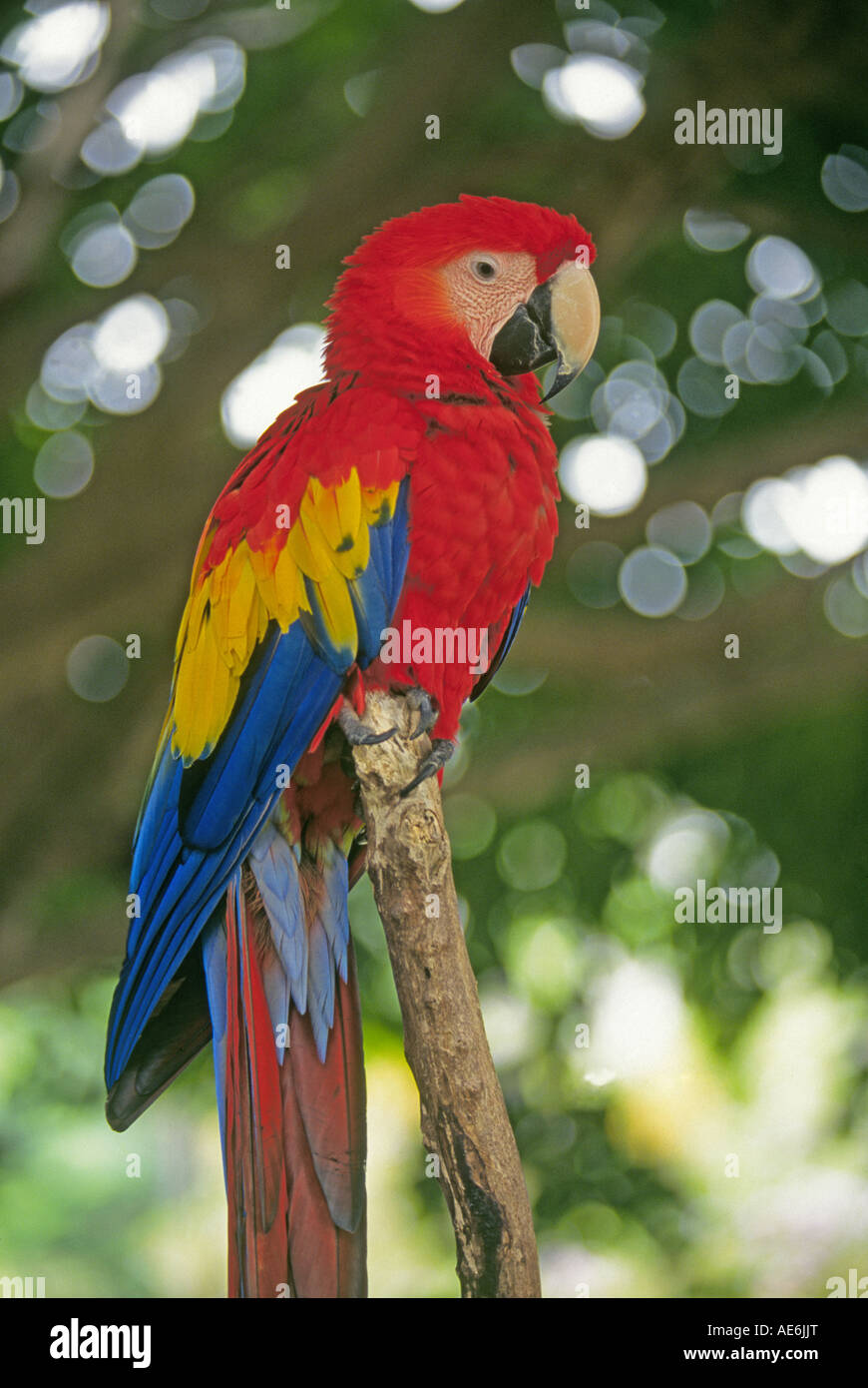 Portrait of a rare and endangered scarlet macaw a rain forest ...