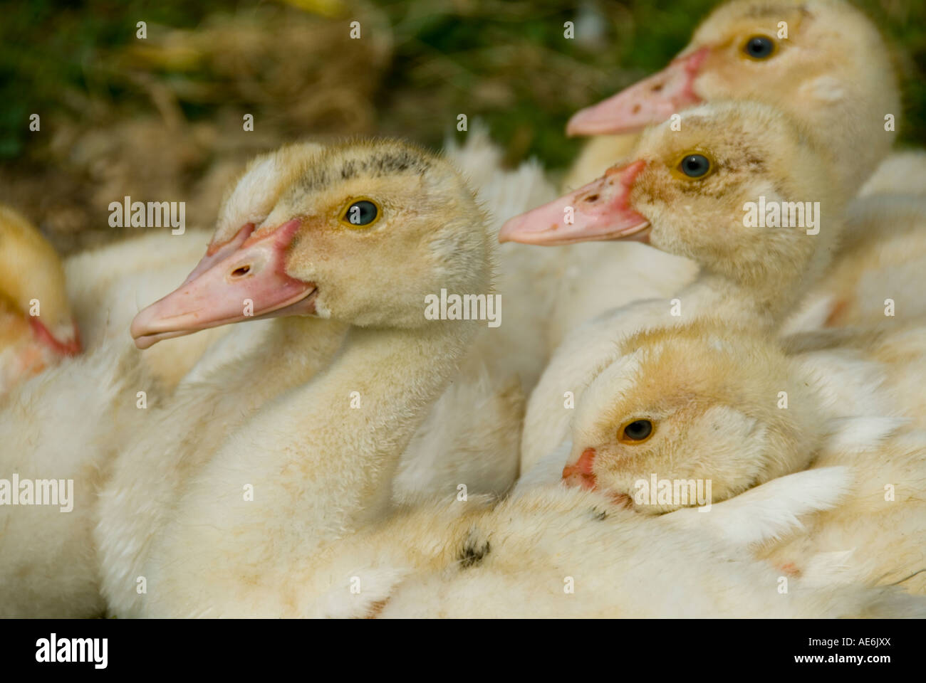 Image of Ducklings Stock Photo - Alamy