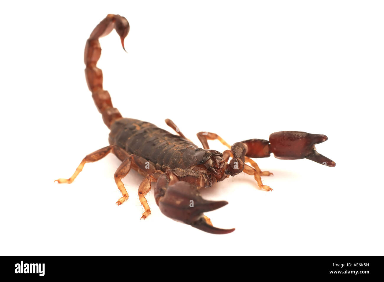 Scorpius Australia Cut Out Stock Images & Pictures - Alamy