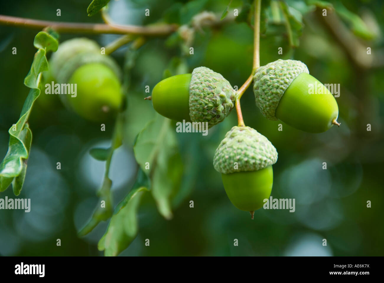 Acorn cluster hi-res stock photography and images - Alamy