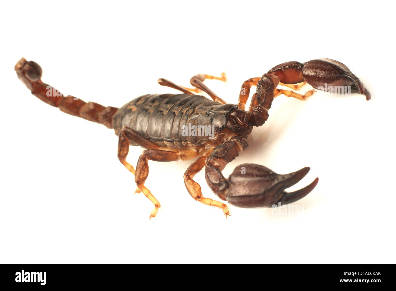 Scorpius australia Cut Out Stock Images & Pictures - Alamy