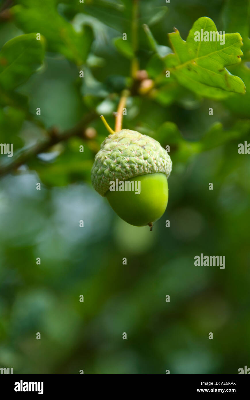 Acorn oak tree hi-res stock photography and images - Alamy