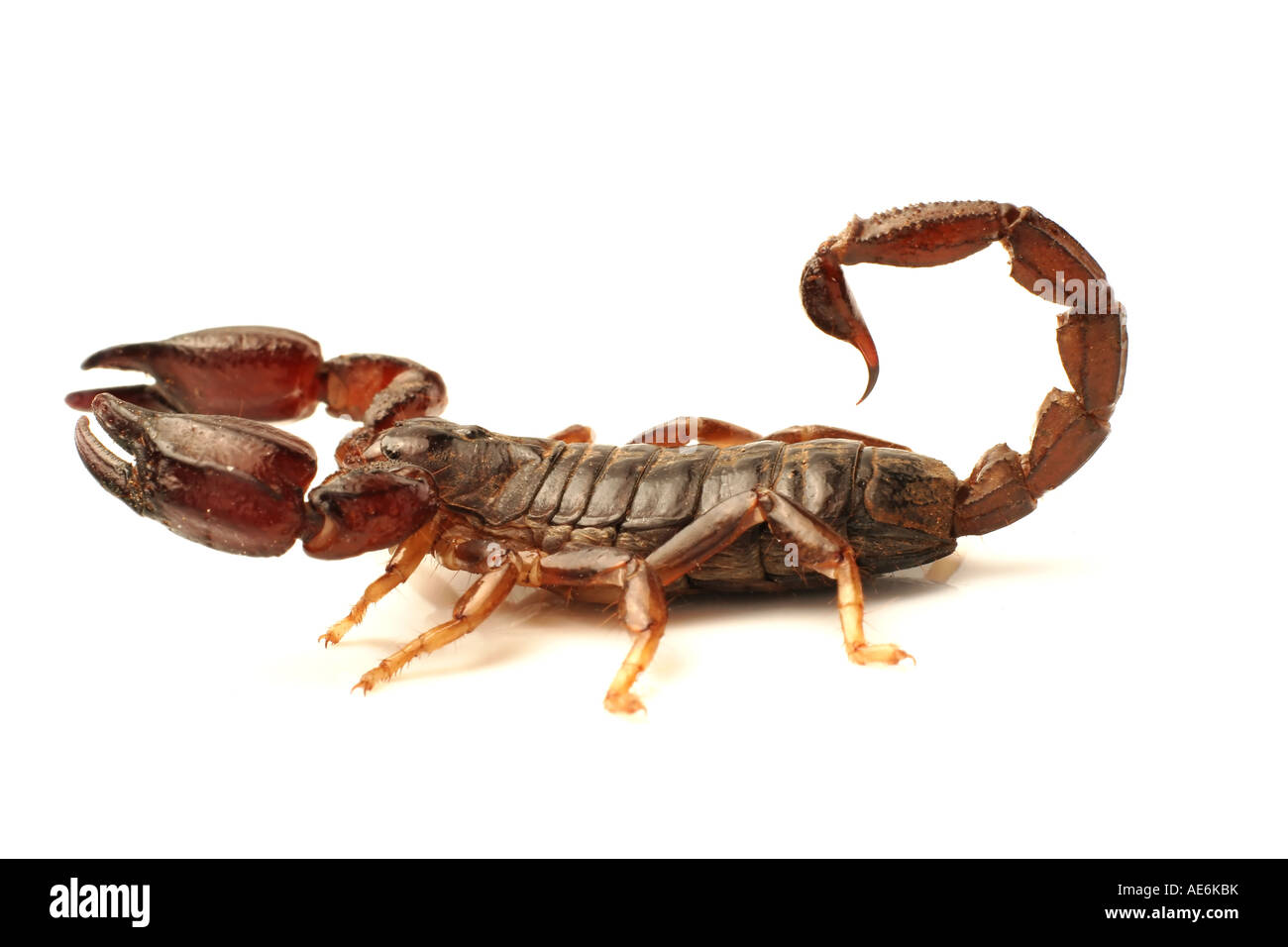Tail of scorpius hi-res stock photography and images - Alamy