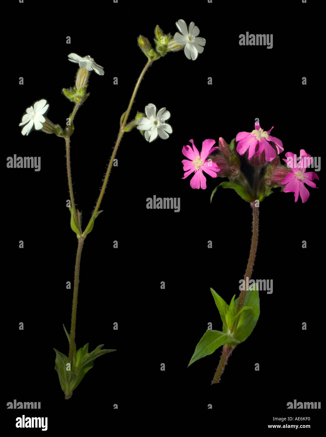 Bladder Campion Silele vulgaris Red Campion Silene dioica Composite ...
