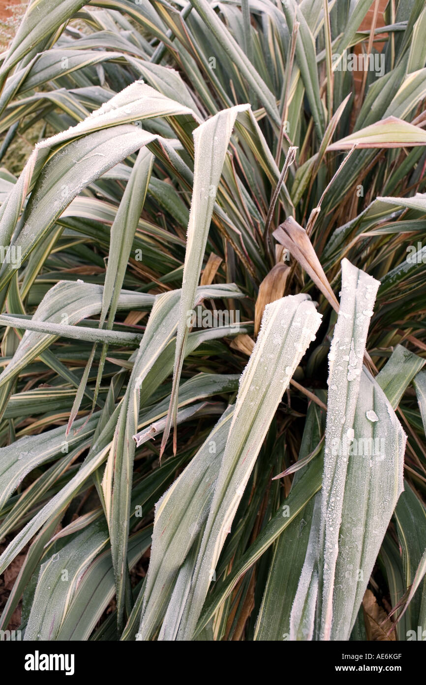 Frost on Flax Leaves, Somerset, England, Uk Stock Photo - Alamy