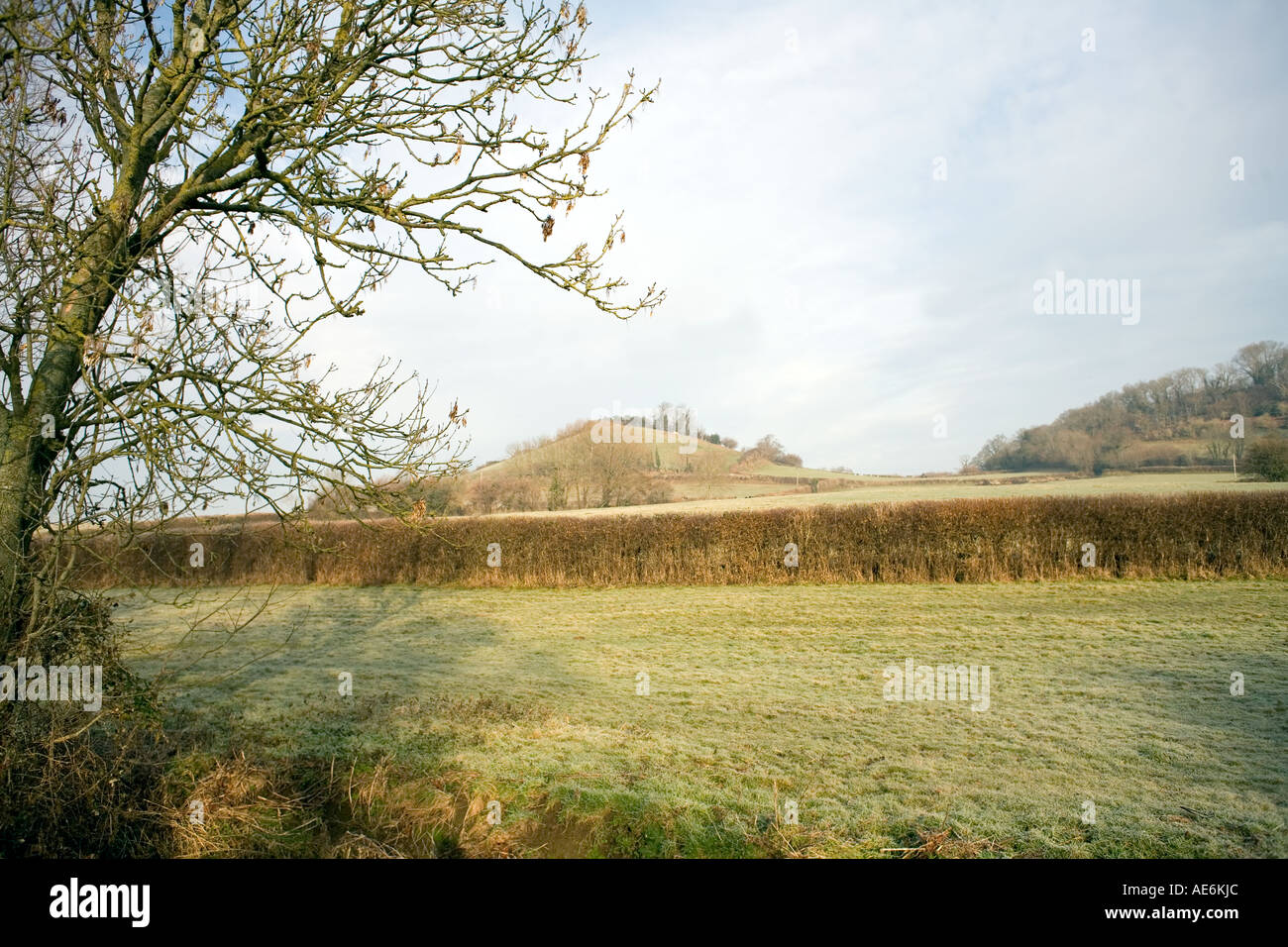 Winter view of Balham Hill Somerset Tree cold winter day crisp frost ...