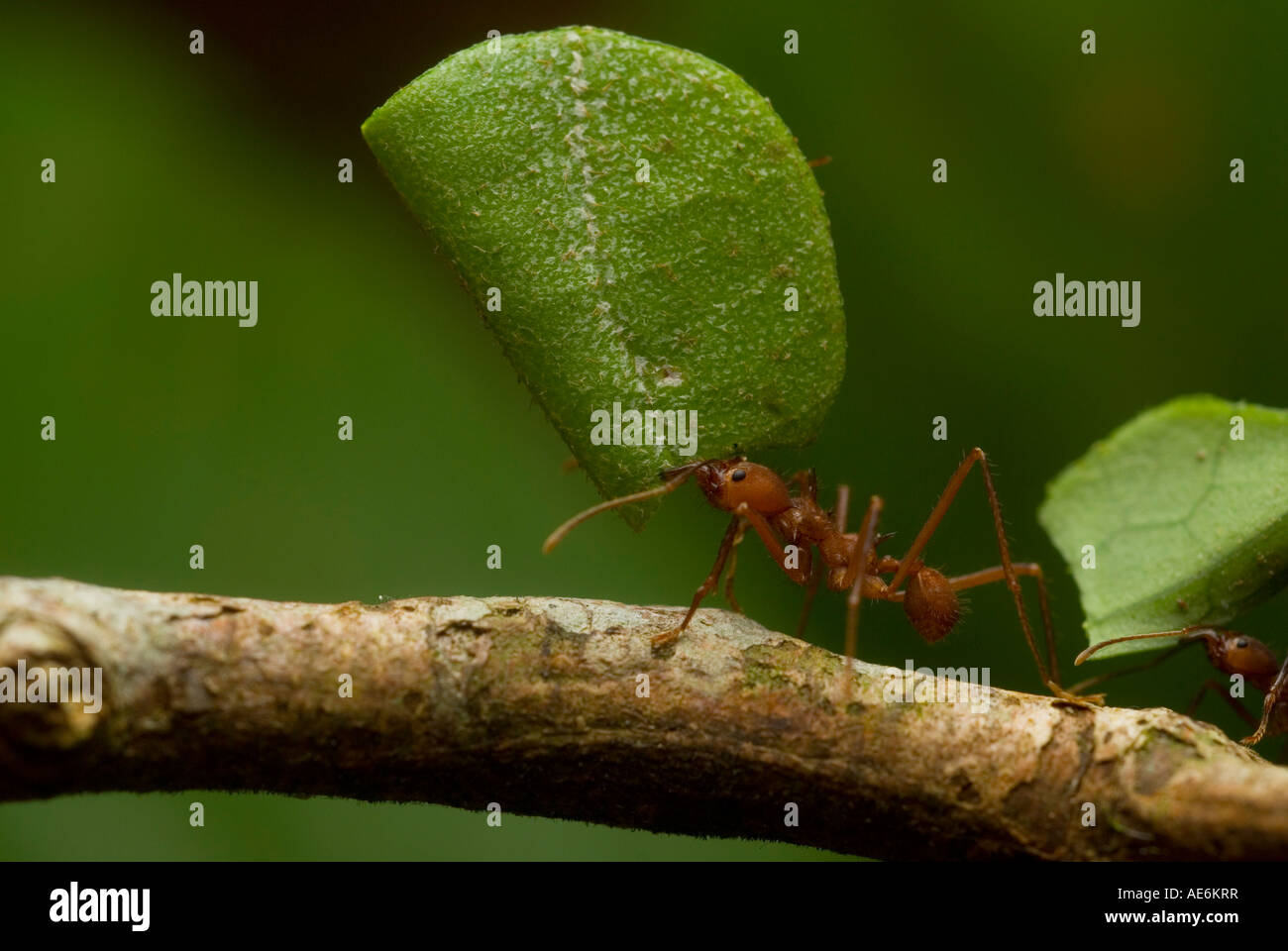 LEAF-CUTTER ANT carrying leaf Stock Photo - Alamy