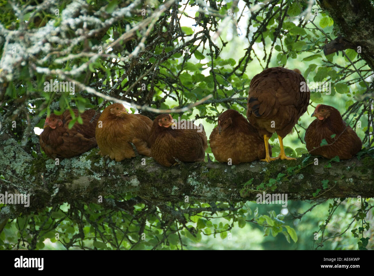 Roosting chickens hi-res stock photography and images - Alamy