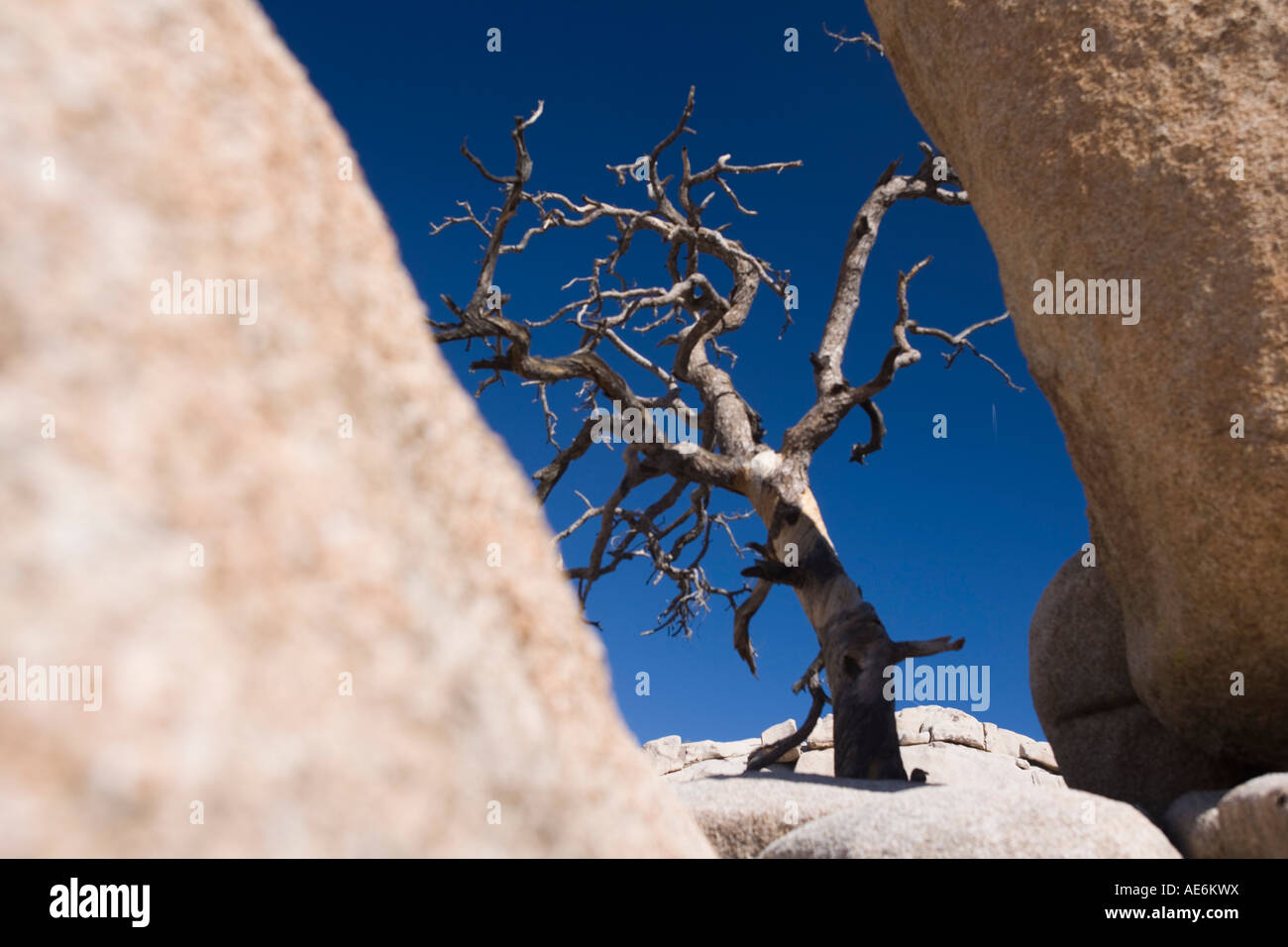 Dead Tree In The Mojave Desert In California High Resolution Stock ...