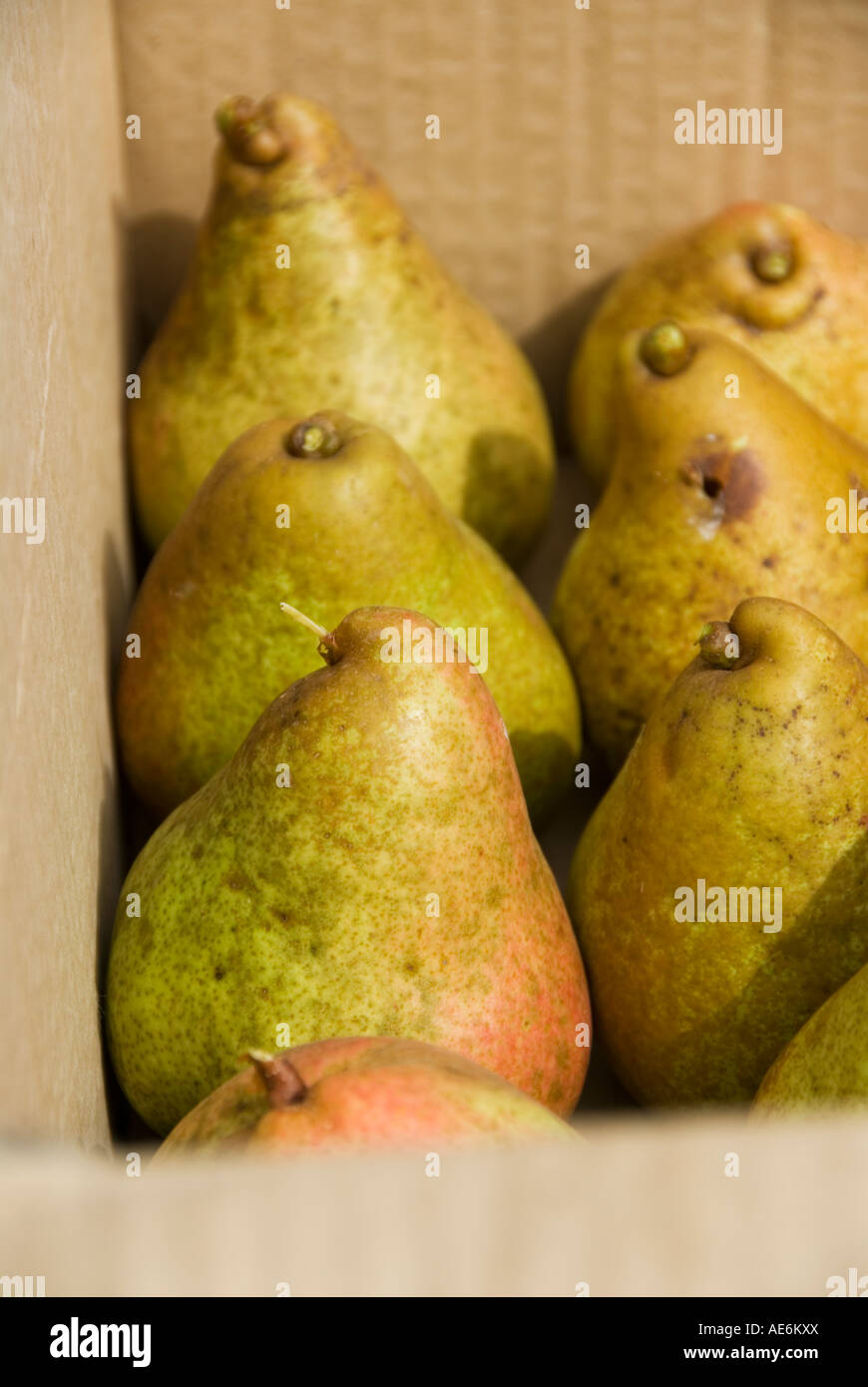 Image of Pears Being Packed for Storage Stock Photo - Alamy