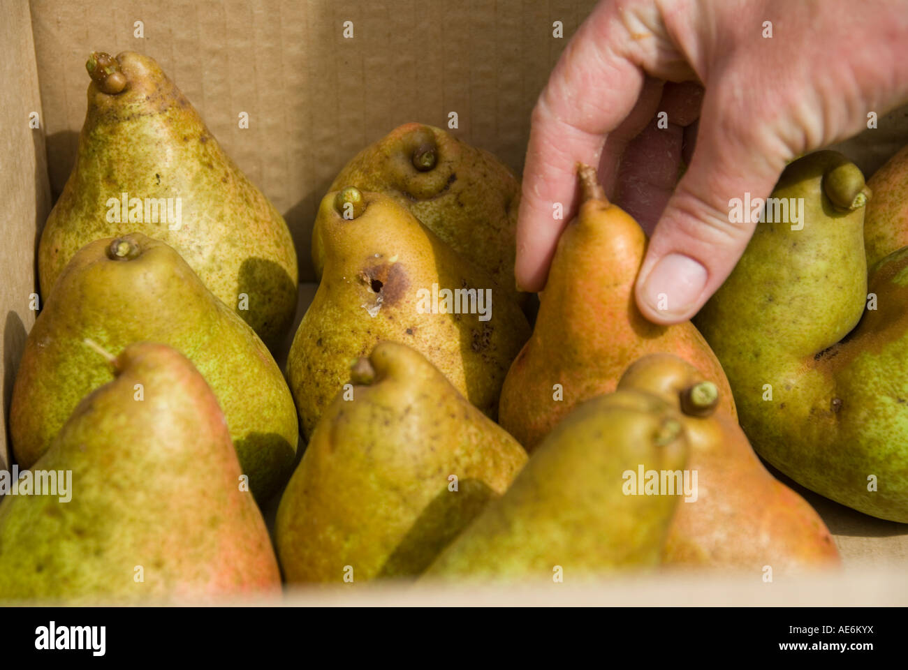 Image of Pears Being Packed for Storage Stock Photo - Alamy