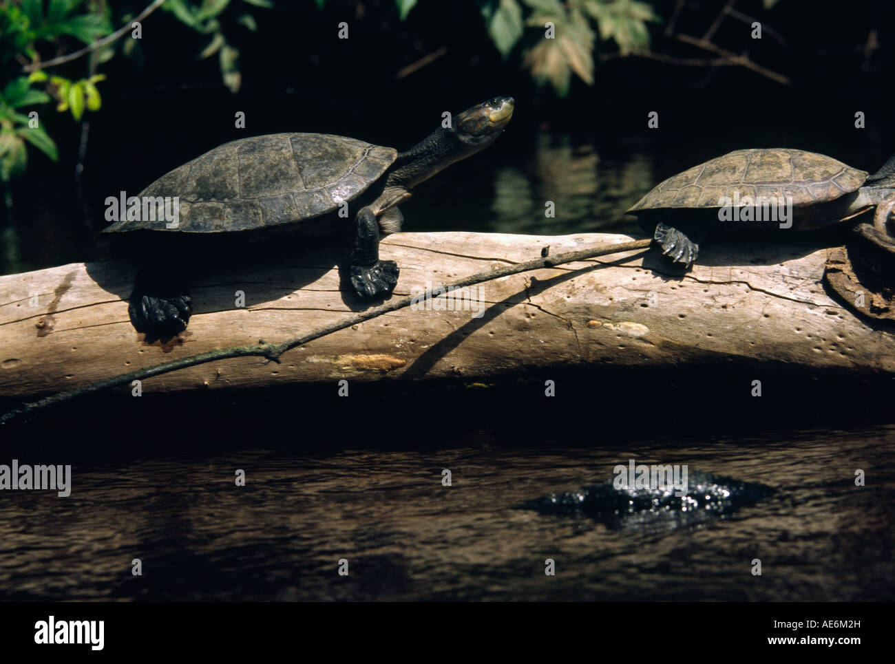 Amazonian turtle hi-res stock photography and images - Alamy