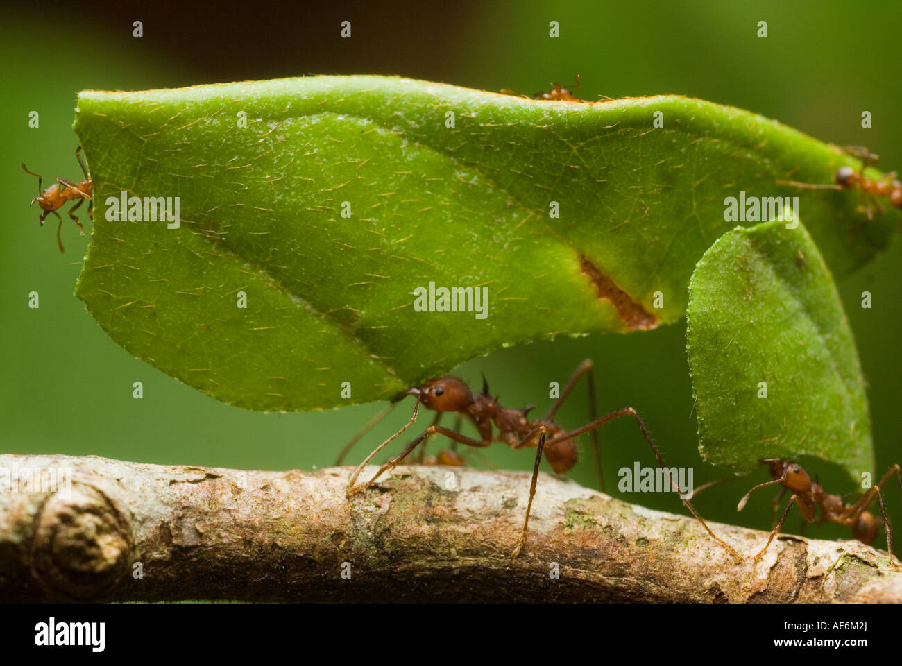 LEAF-CUTTER ANT carrying leaf Stock Photo - Alamy