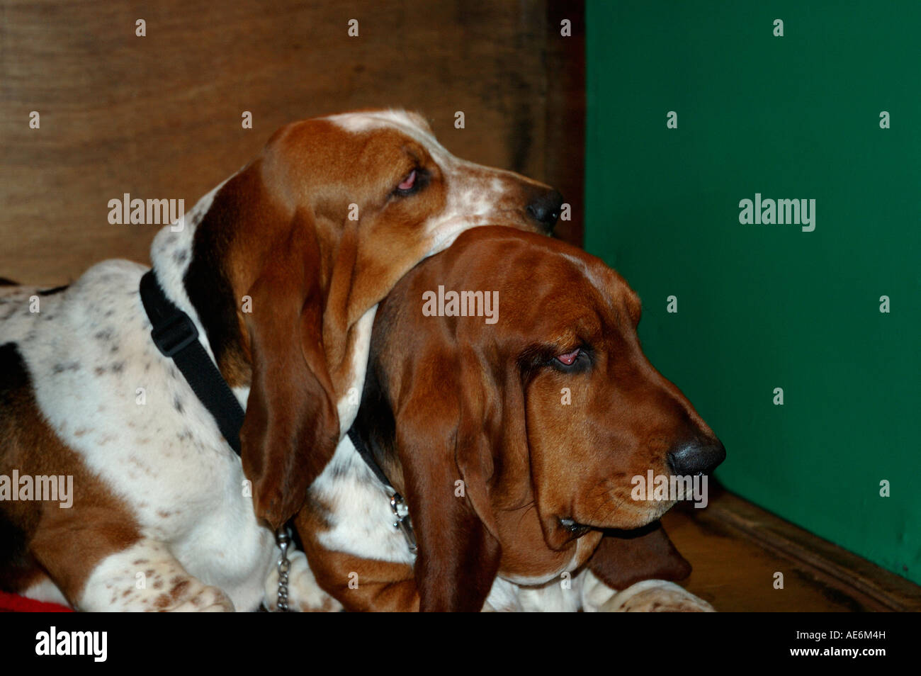 A pair of friendly Basset hound dogs resting Stock Photo - Alamy