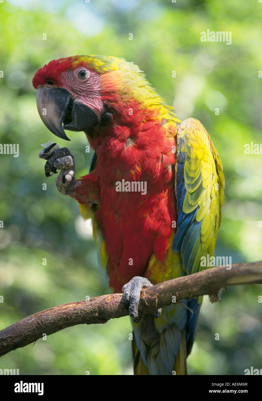 Portrait of an endangered scarlet macaw immature in the rain forest of ...