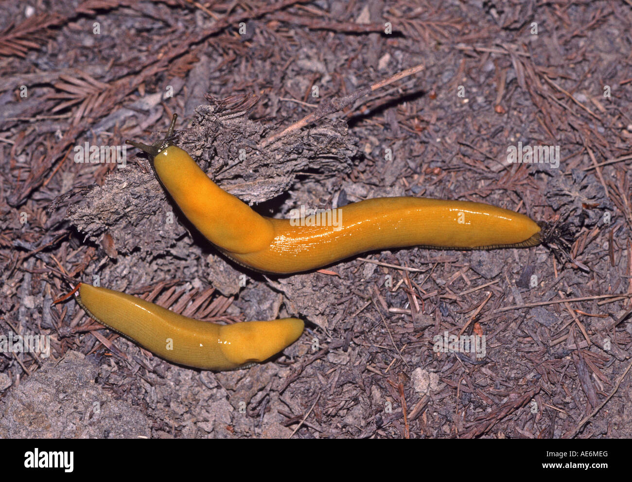 Banana slugs Ariolimax in the Santa Cruz Mountains of California USA ...